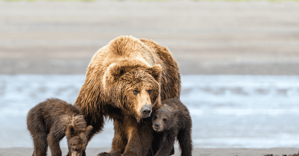 How to Start an LLC in Alaska: All the Key Steps and Formation Costs